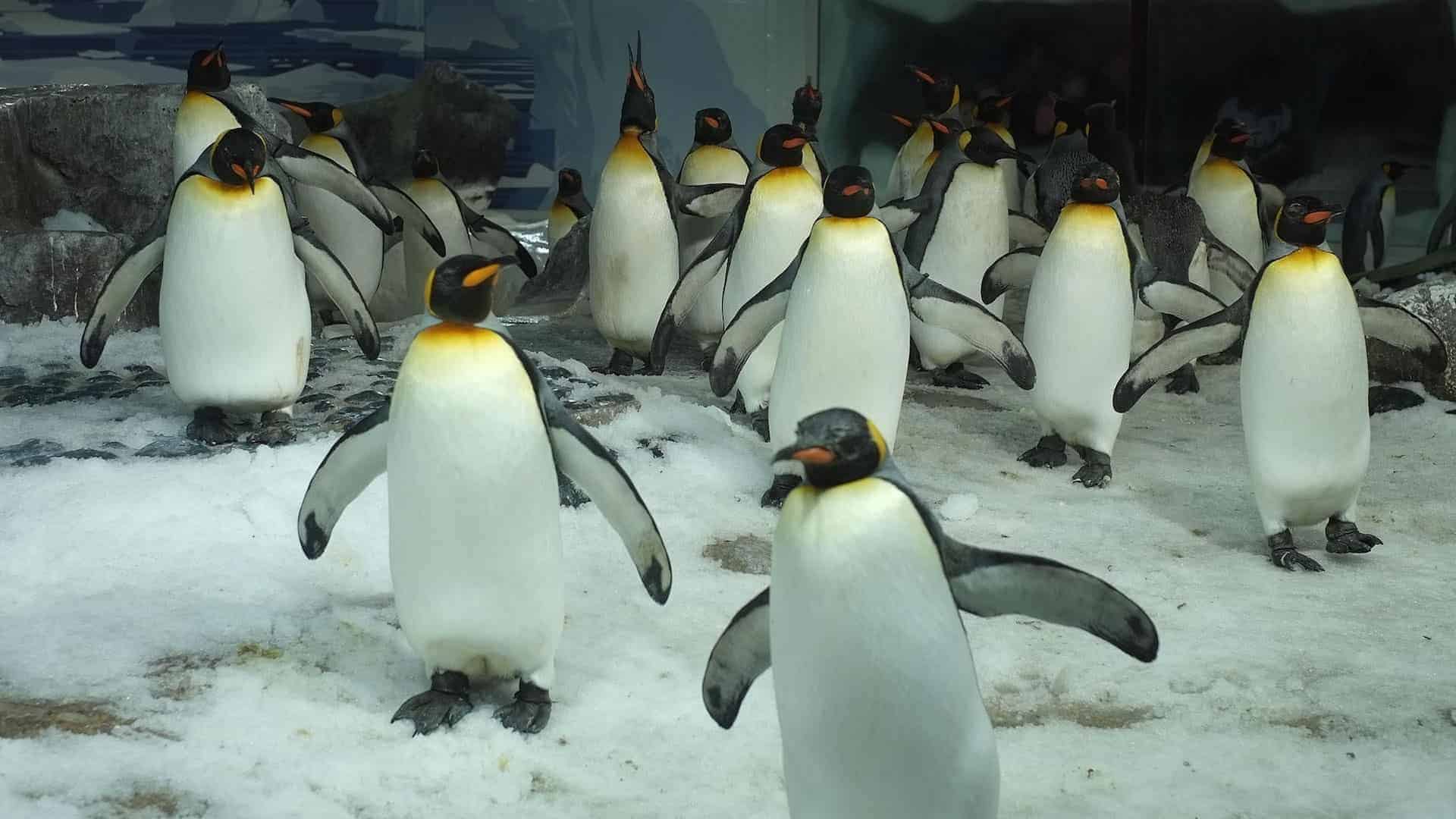 10 Things To Do in Auckland in Summer | Beaches & fun!